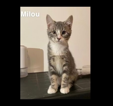 Milou (#2184) - Société protectrice des animaux du Littoral